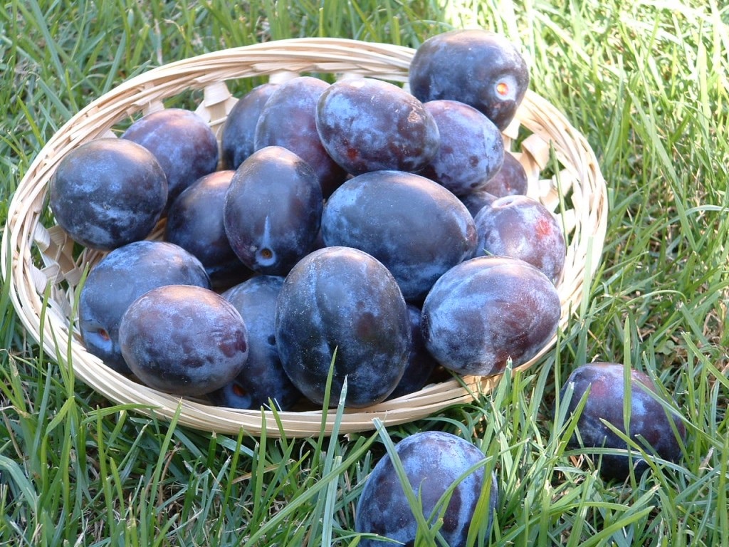 Zwetschke | Flotte Lotte