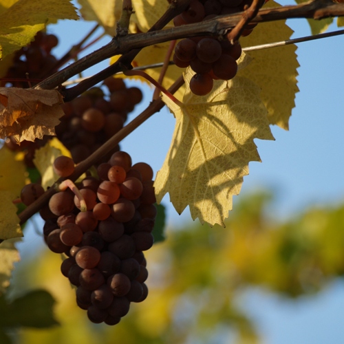Trauben haben Saison | Flotte Lotte